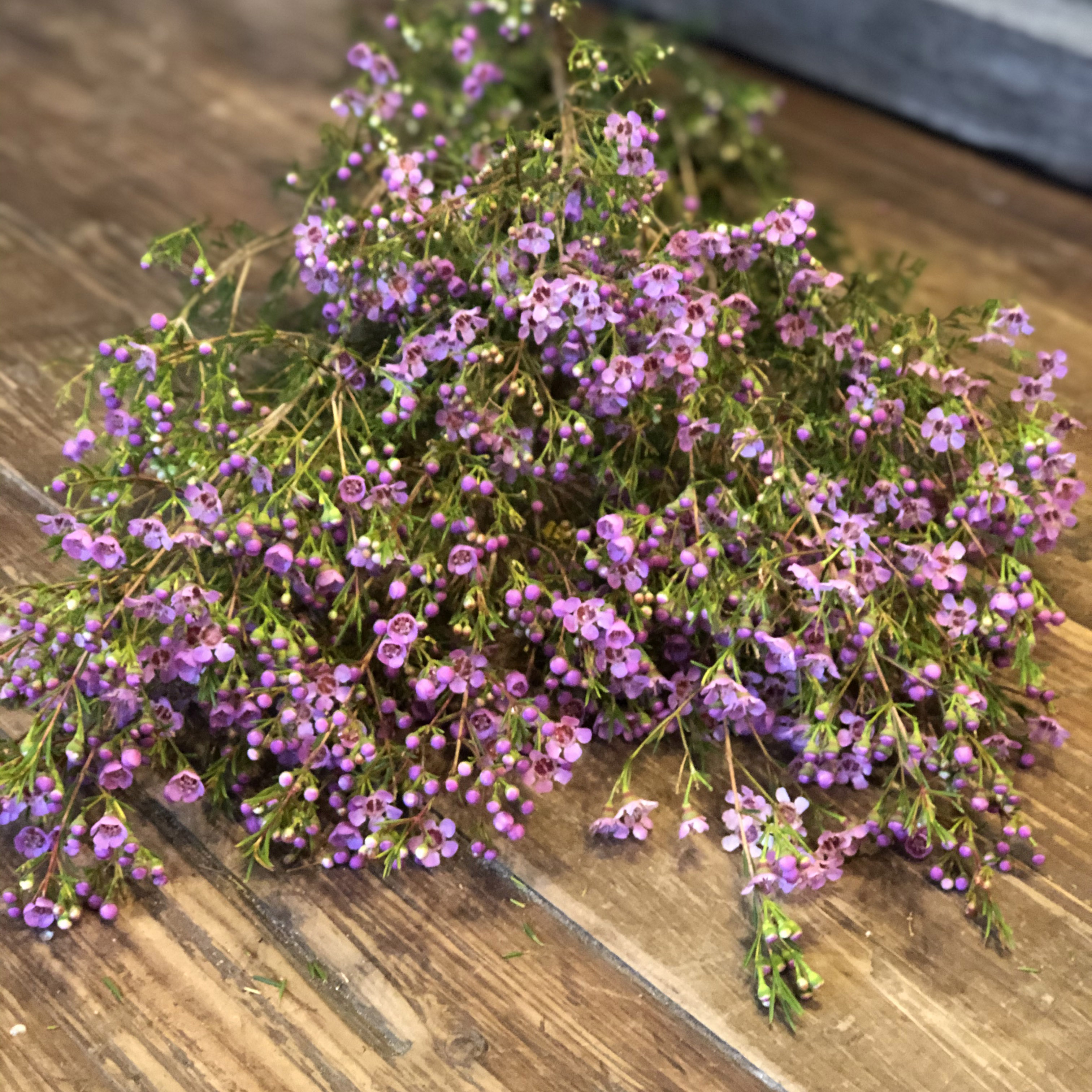 Waxflower :: Flowers By Nature