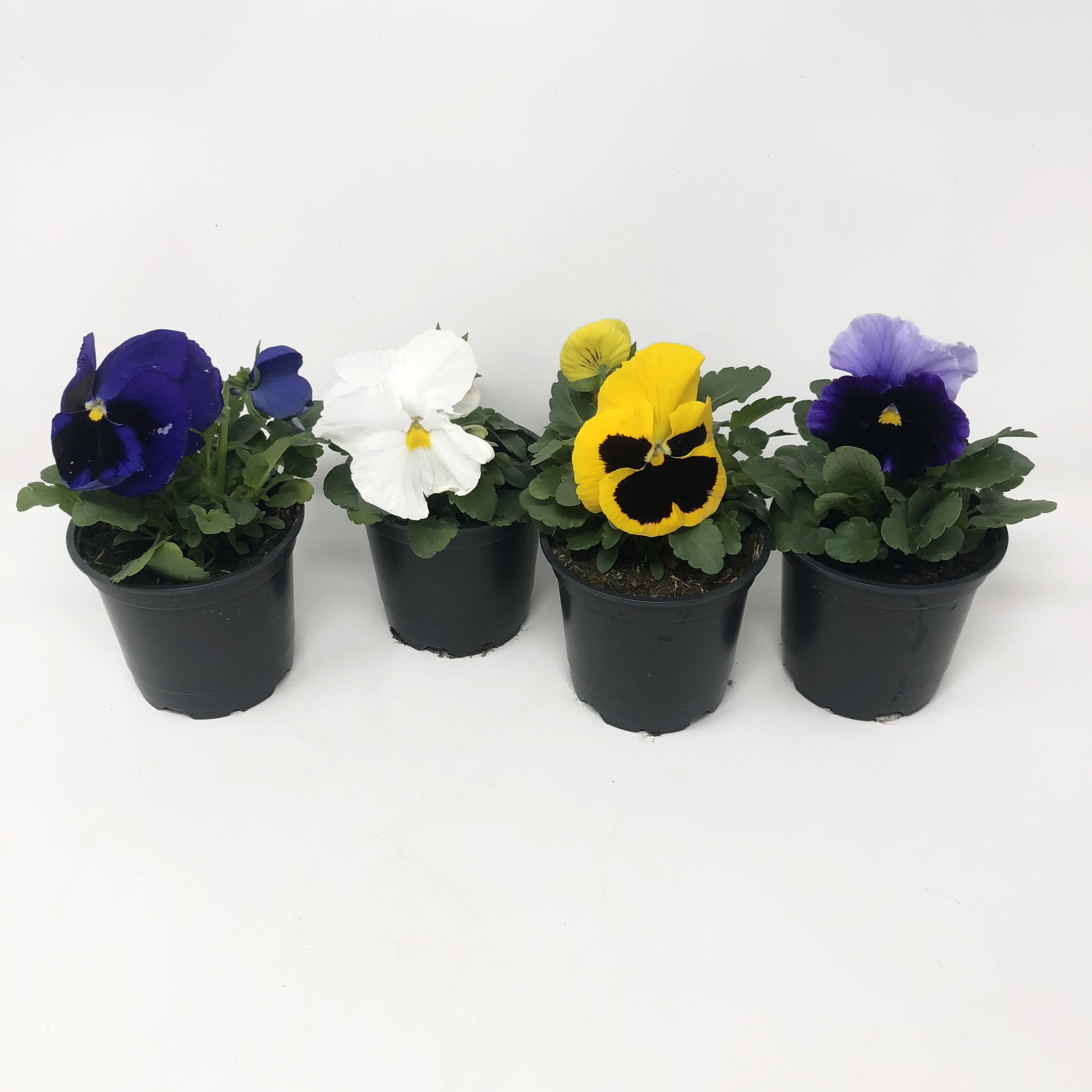 Charming Pansies :: Flowers By Nature