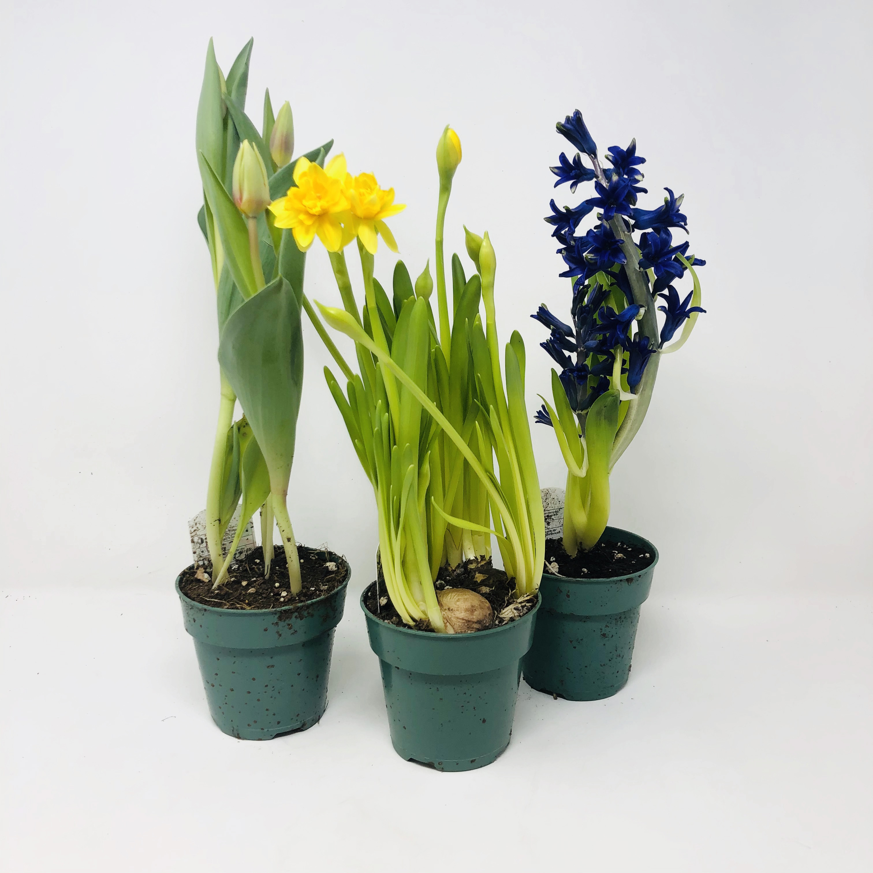 Spring Bulb Trio :: Flowers By Nature