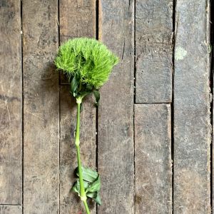 Green Ball Dianthus
